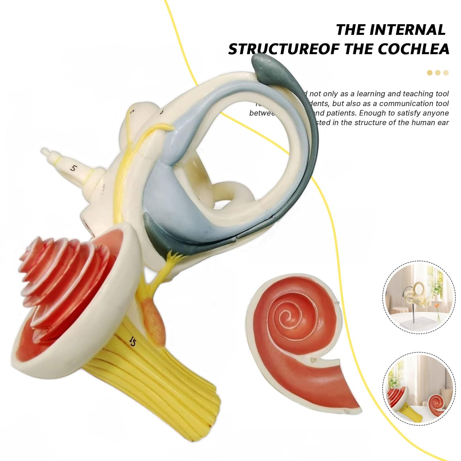 Inner Ear Labyrinth Model Cochlea Osseous Labyrinth Inner Ear ENT Dark
