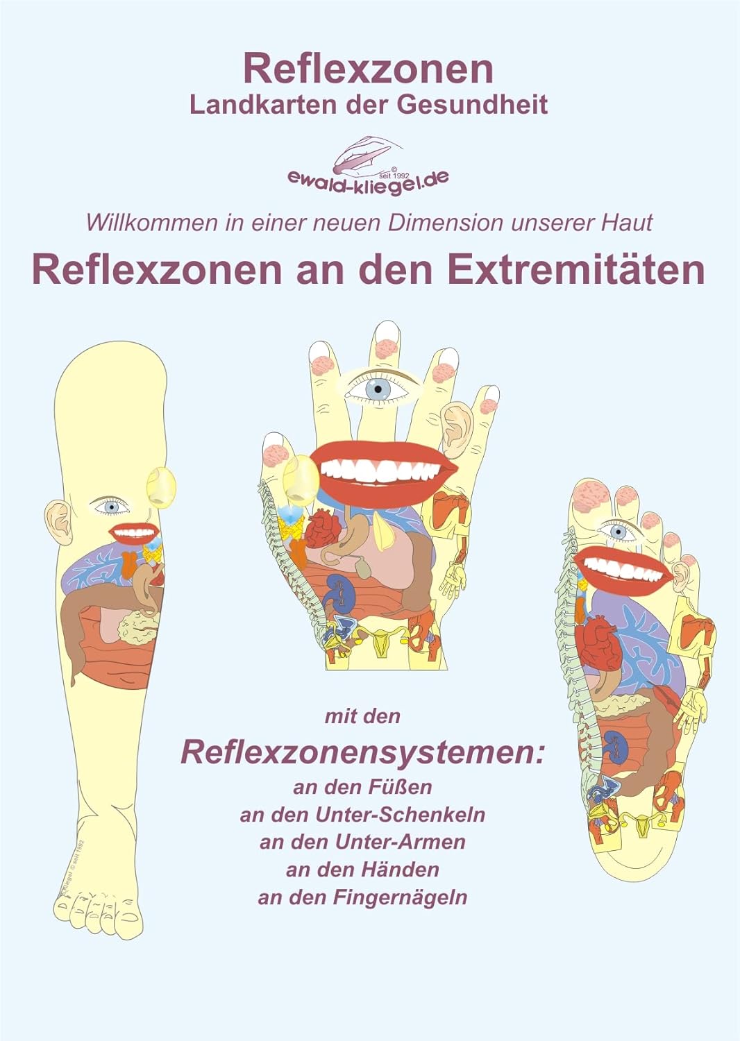 Reflexzonen an den Extremitäten: Arme, Hände, Beine und Füße - und ihre ...