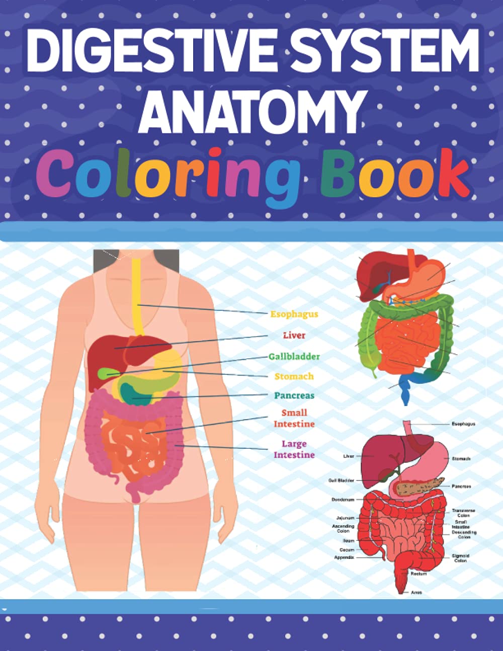 Buy Digestive System Anatomy Coloring Book: Human Digestive System ...