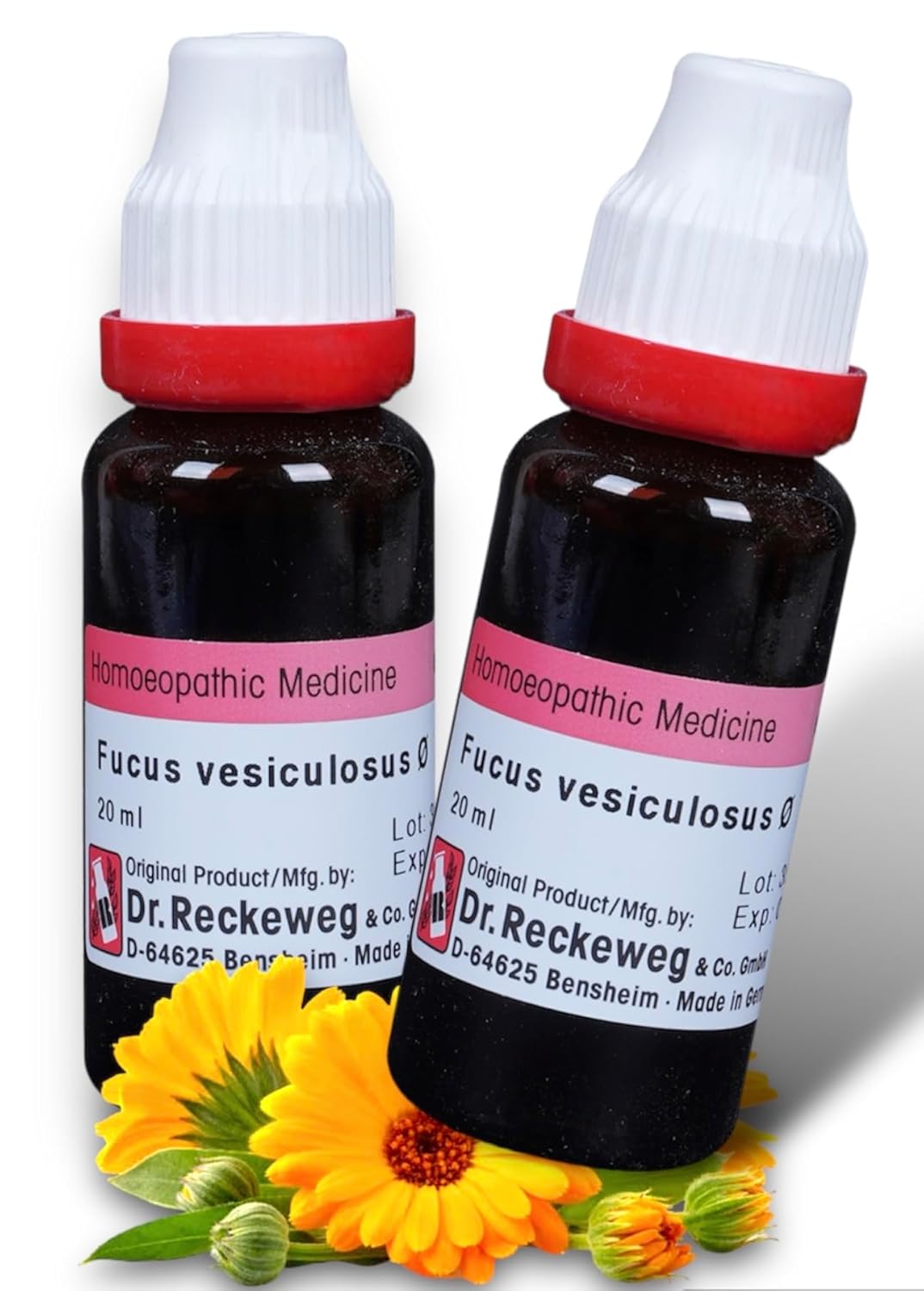 Buy Dr Reckeweg Fucus Vesiculosus Q Mother Tincture 20ml- SET OF 1 ...