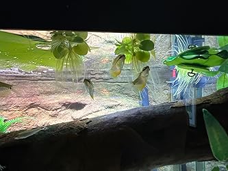Amazon.com: 6 Mini Amazon Frogbit + 6 Water Spangles Combo, Betta Fish ...