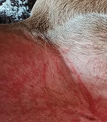 Protexin Veterinary Pro-Fibre for Dogs and Cats, 500g,Green brown ...