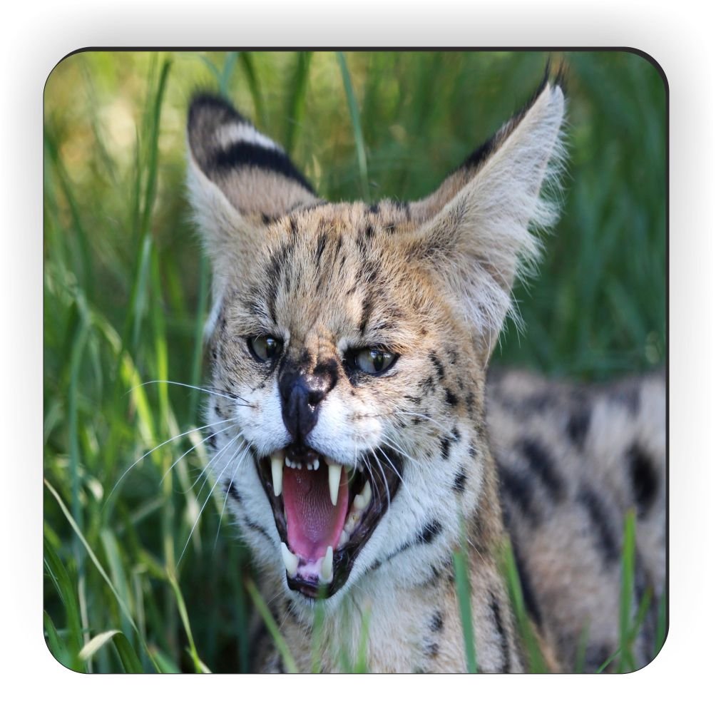 Cat With Big Teeth