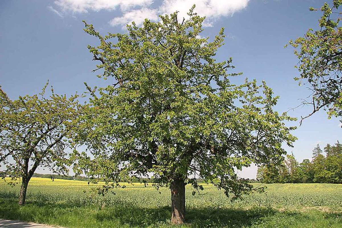 Cerezo Silvestre