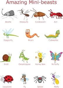 Educational Poster Insects Mini-Beasts 2. : Amazon.co.uk: Home & Kitchen