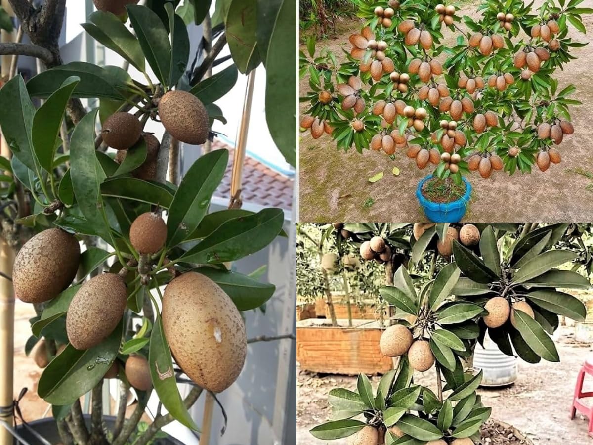 Online plant bazar (Combo Pack Of-4) All Time Kalapatti Sapota Chiku ...