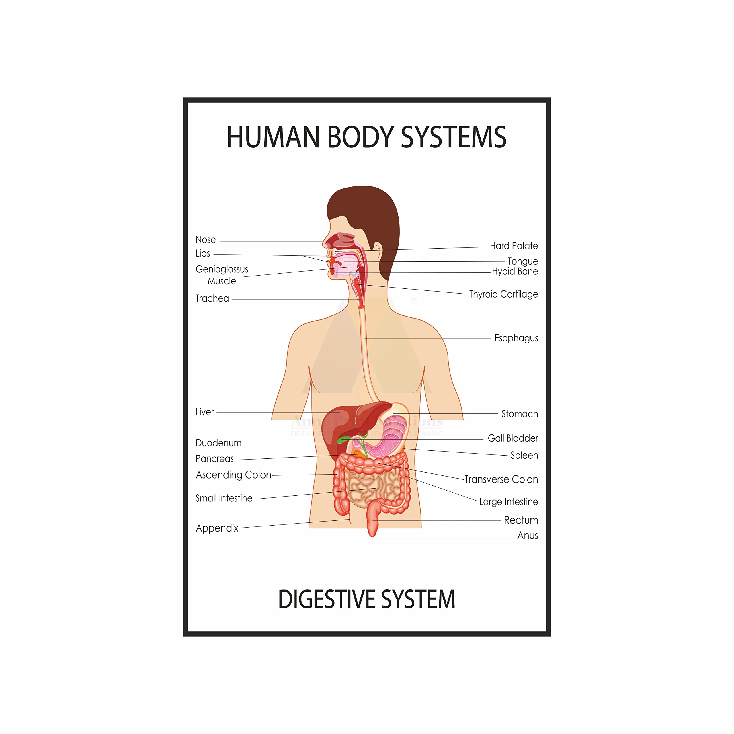 Anne Print Solutions® Digestive System Poster (Without Frame) for ...