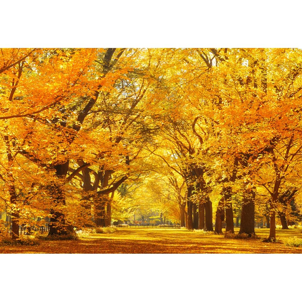 Amazon.com : Laeacco Fall Forest Backdrops for Photography 10x8FT ...