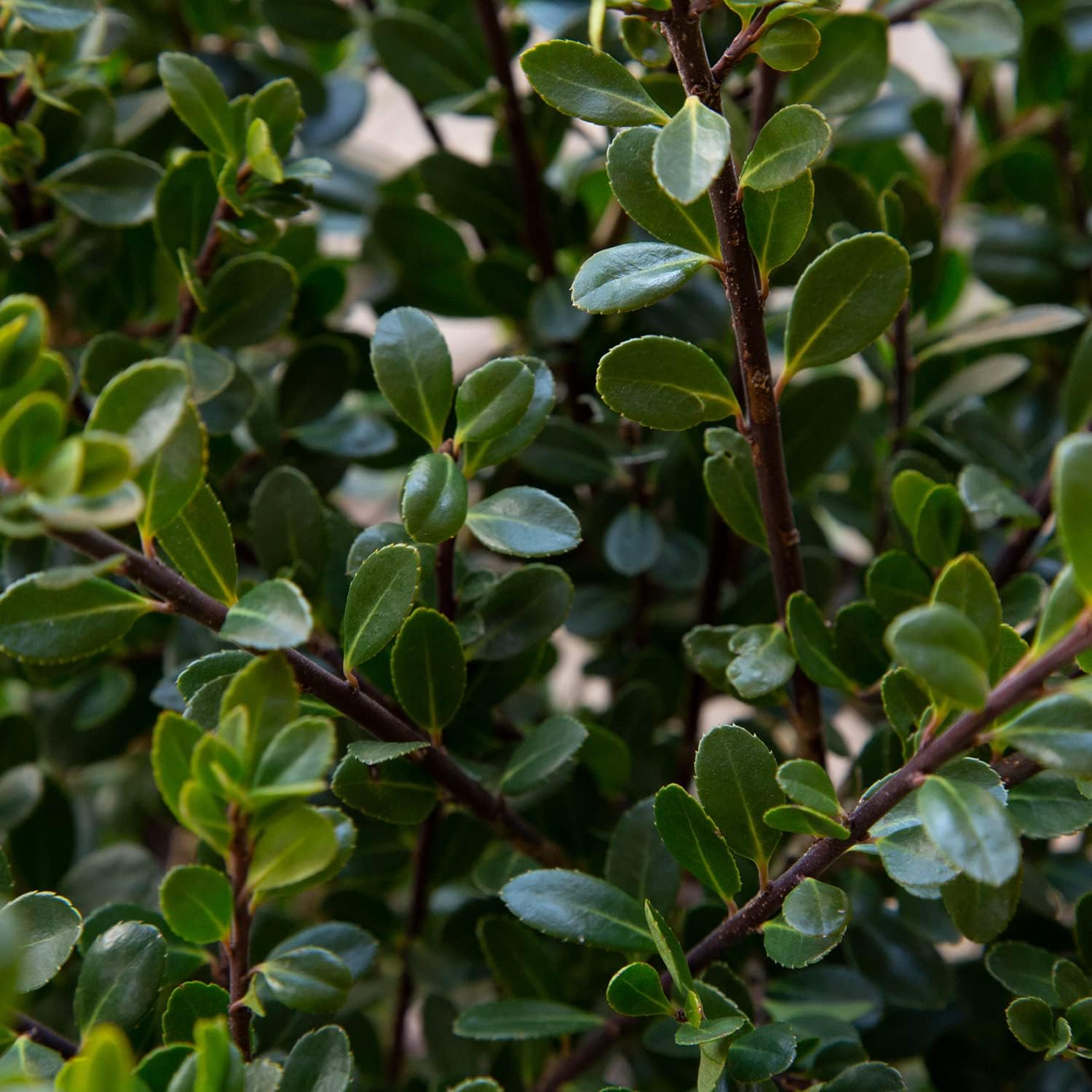 Japanese Holly Ilex Compacta (3 galones) – Arbusto perenne de bajo ...
