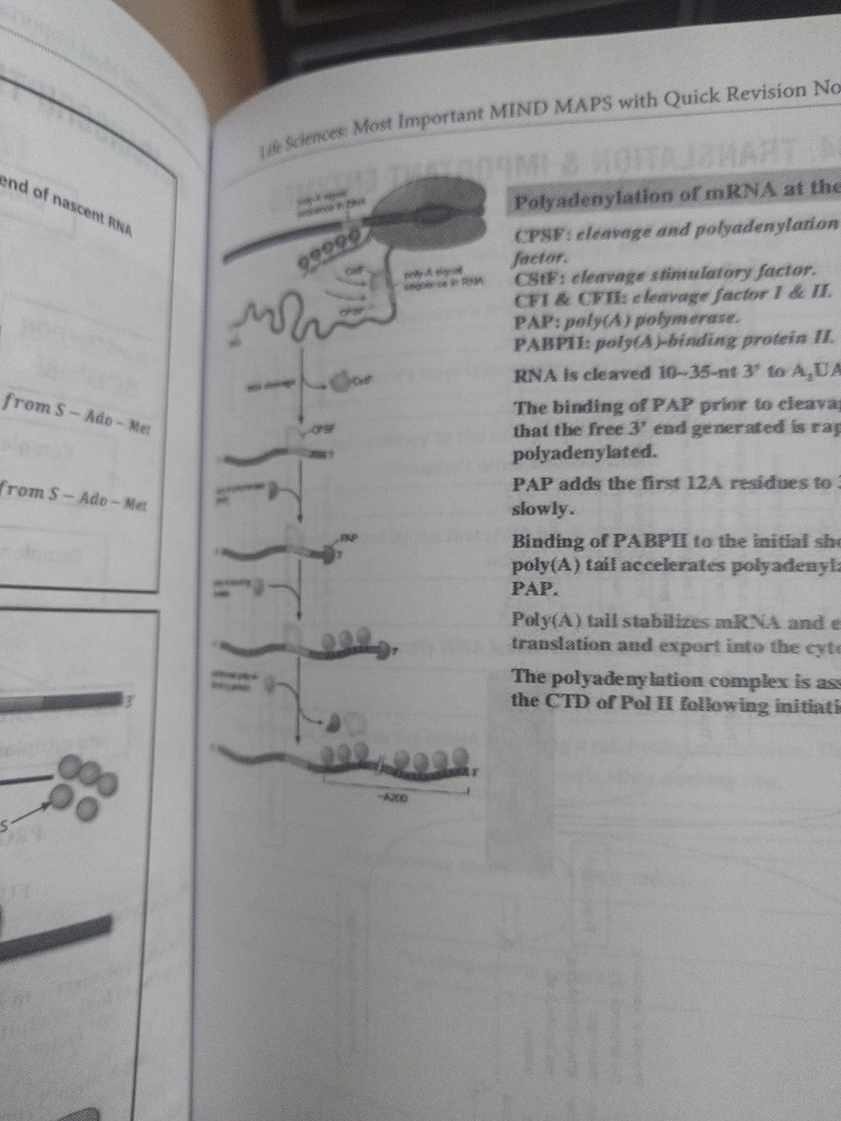 Life Sciences: Most Important Mind Maps With Quick Revision Notes ...