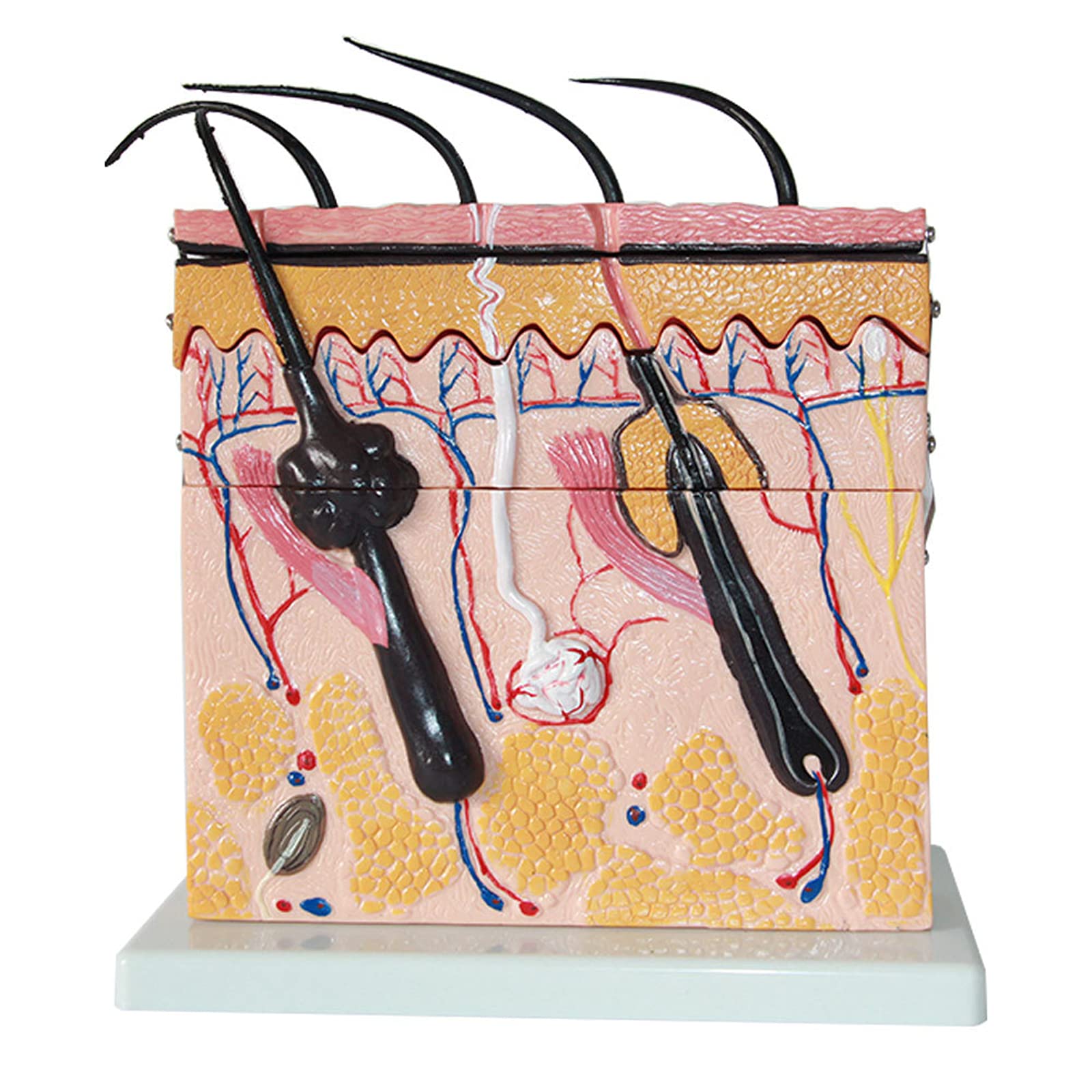 Buy 3D Skin Model, 50X Human Anatomical Skin Model, Human Skin Medical ...