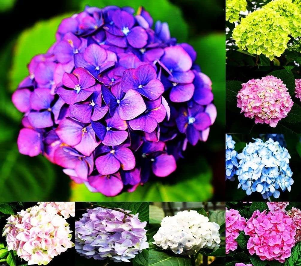 Amazon.com : 50 Seeds Mixed Nikko Blue Hydrangea Seeds, Giant Snowball ...