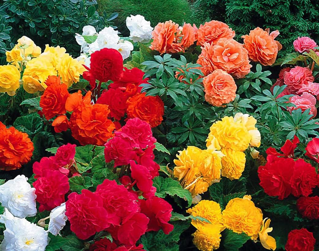 Amazon.com : Begonia Non Stop Mix (3 Bulbs) Brilliant Color Throughout ...