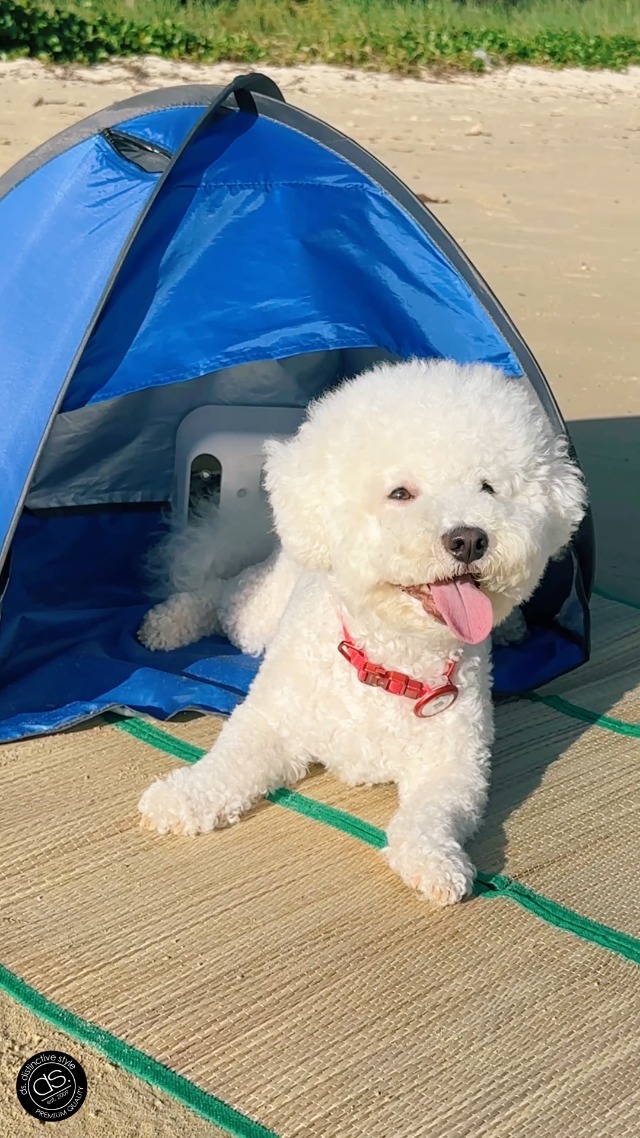 Dog Small Pop Up Shelter 🧦 Sun Shade For Dogs YCConcept Mini Tent For ...