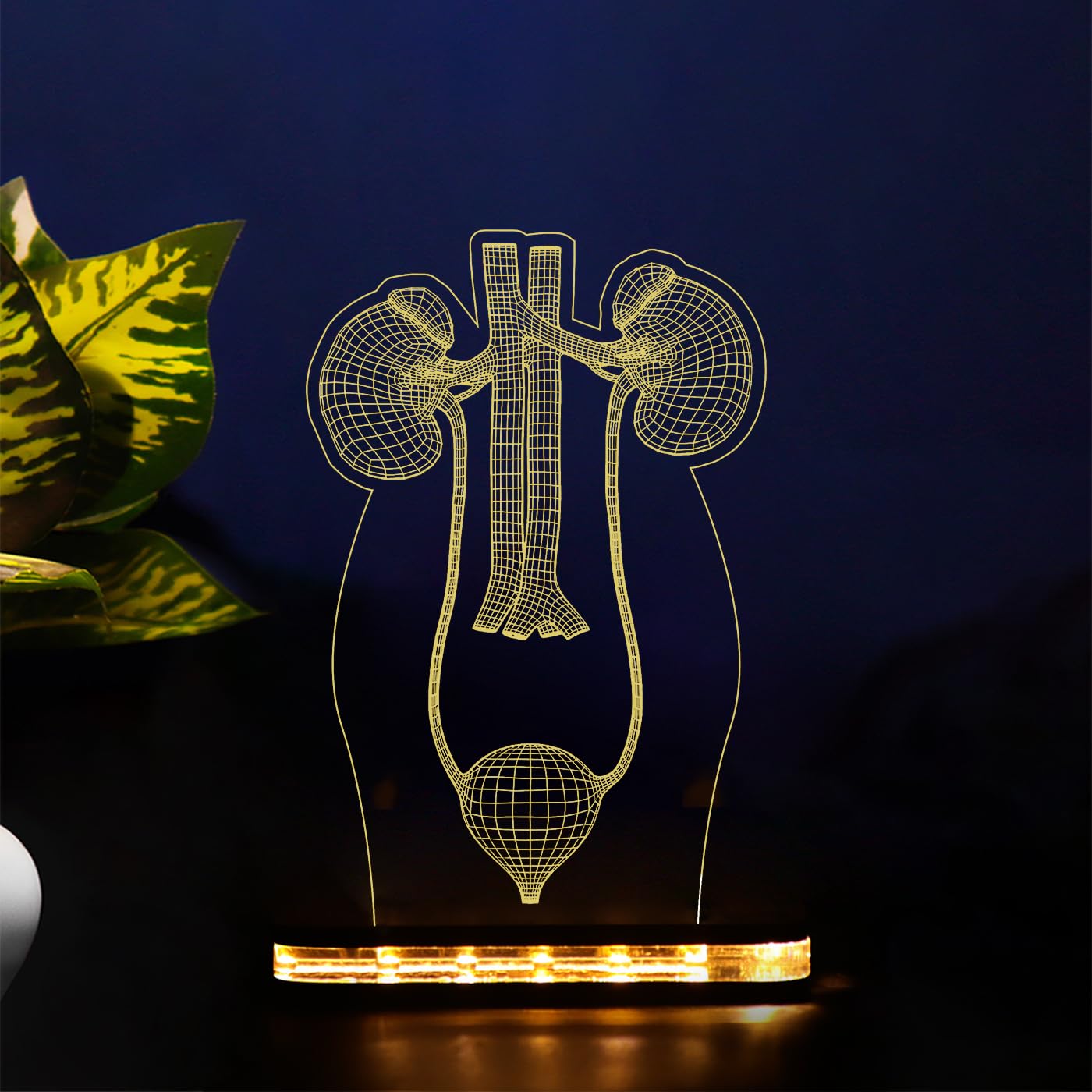 Buy StarLaser 3D Illusion Kidney Acrylic Led Lamp Nephrologist Gift 3D ...
