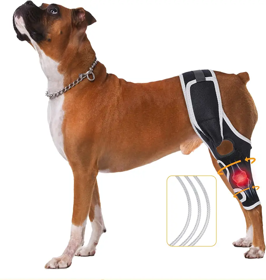 Fixing A Dog's Broken Hip: Is Surgery Necessary? | PetShun