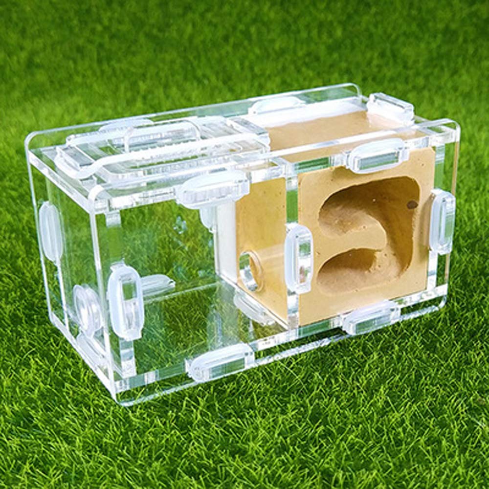 Ant Farm Home With Insects In Acrylic Formicarium. Queen Ant Moving ...