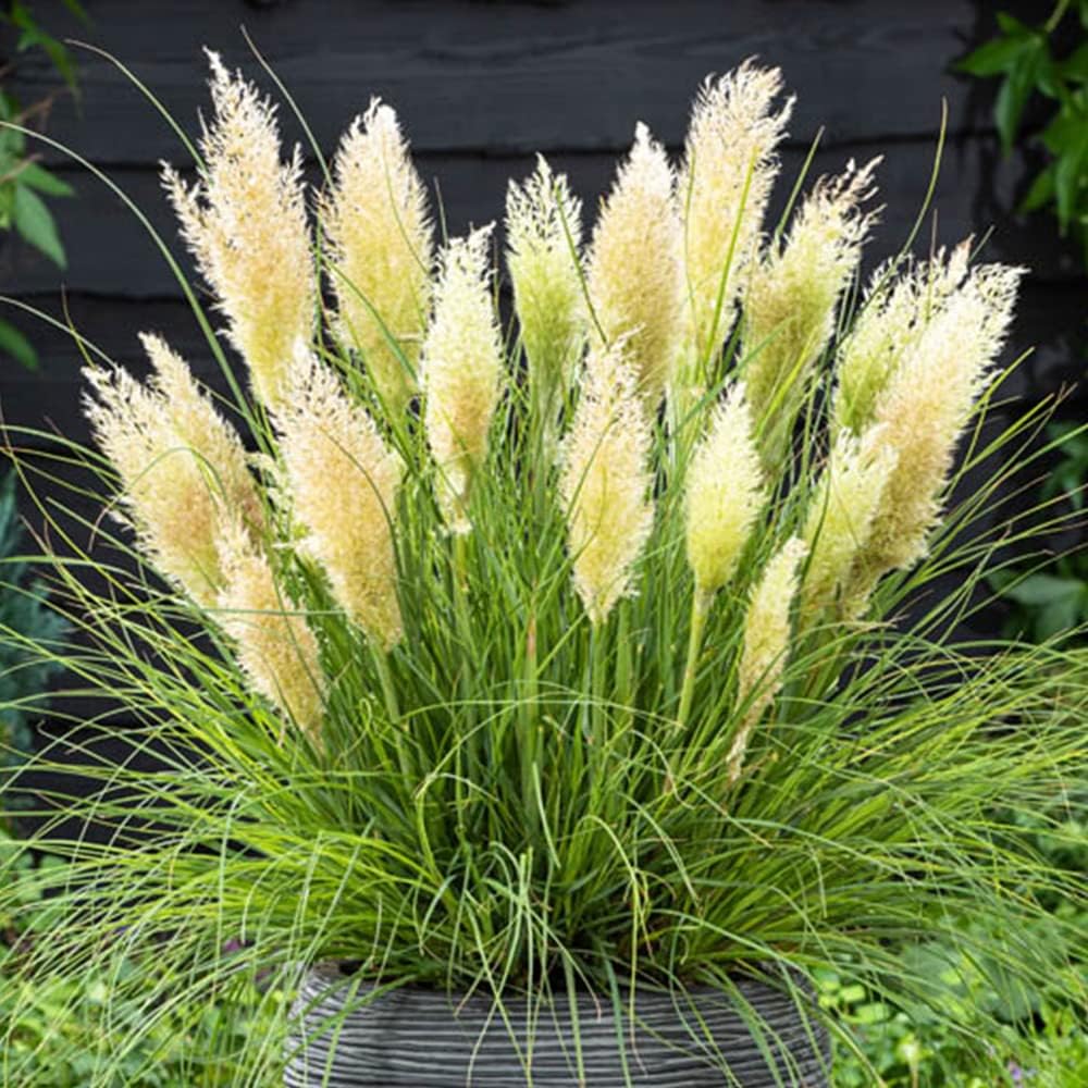 5 X Mixed Grasses - Evergreen Outdoor Grasses in 9cm Pot UK Grown ...