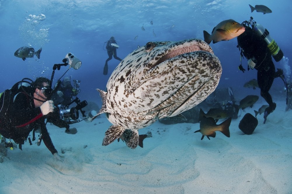 Grouper Reef Queensland Divers Photographing A Giant Grouper, Great