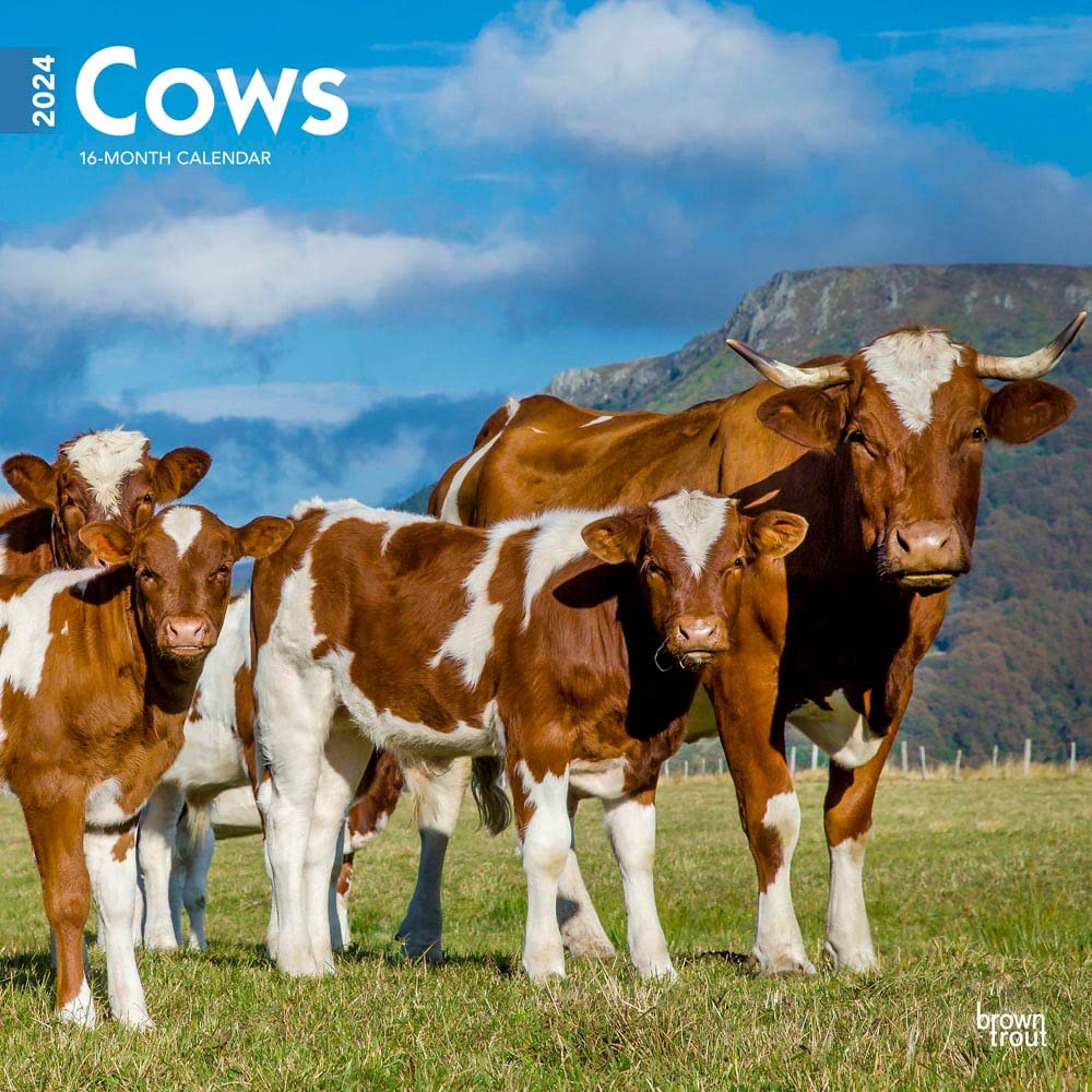 Cows | 2024 12 x 24 Inch Monthly Square Wall Calendar | BrownTrout ...