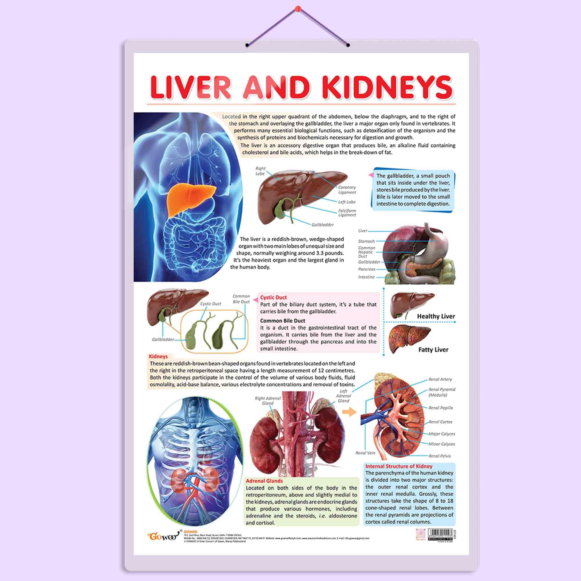 Human Anatomy Kidney And Liver