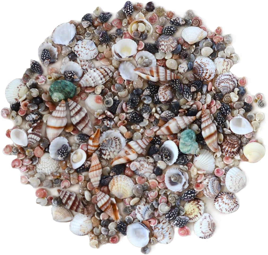Amazon.com : iao.v.p ≈600pcs Tiny Seashell, Small Sea Shells, Natural ...