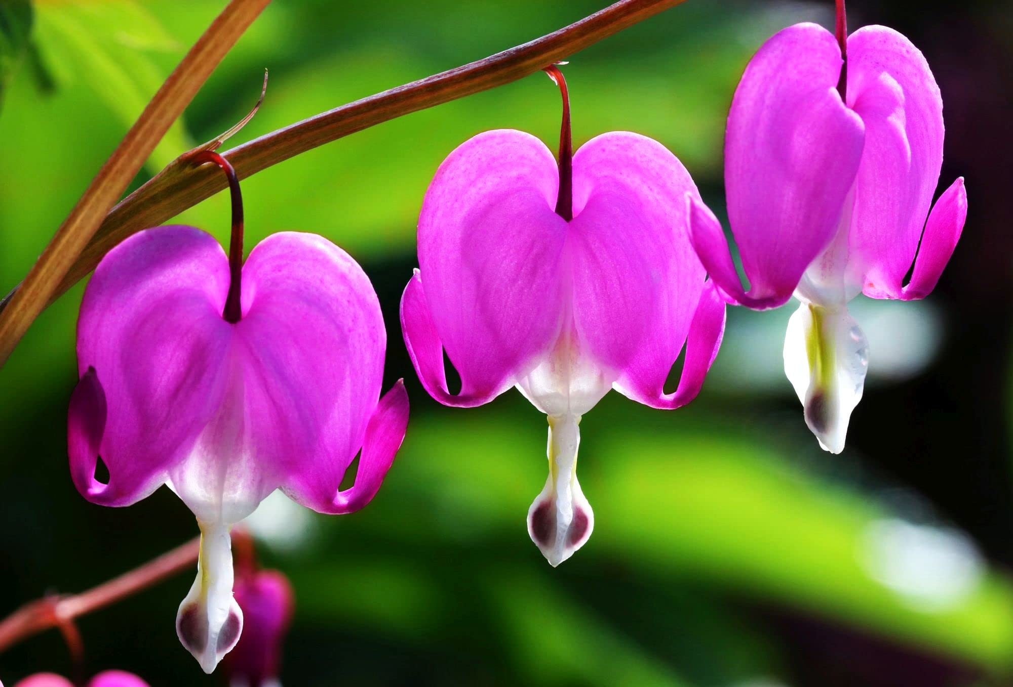 Pink Bleeding Heart Flower