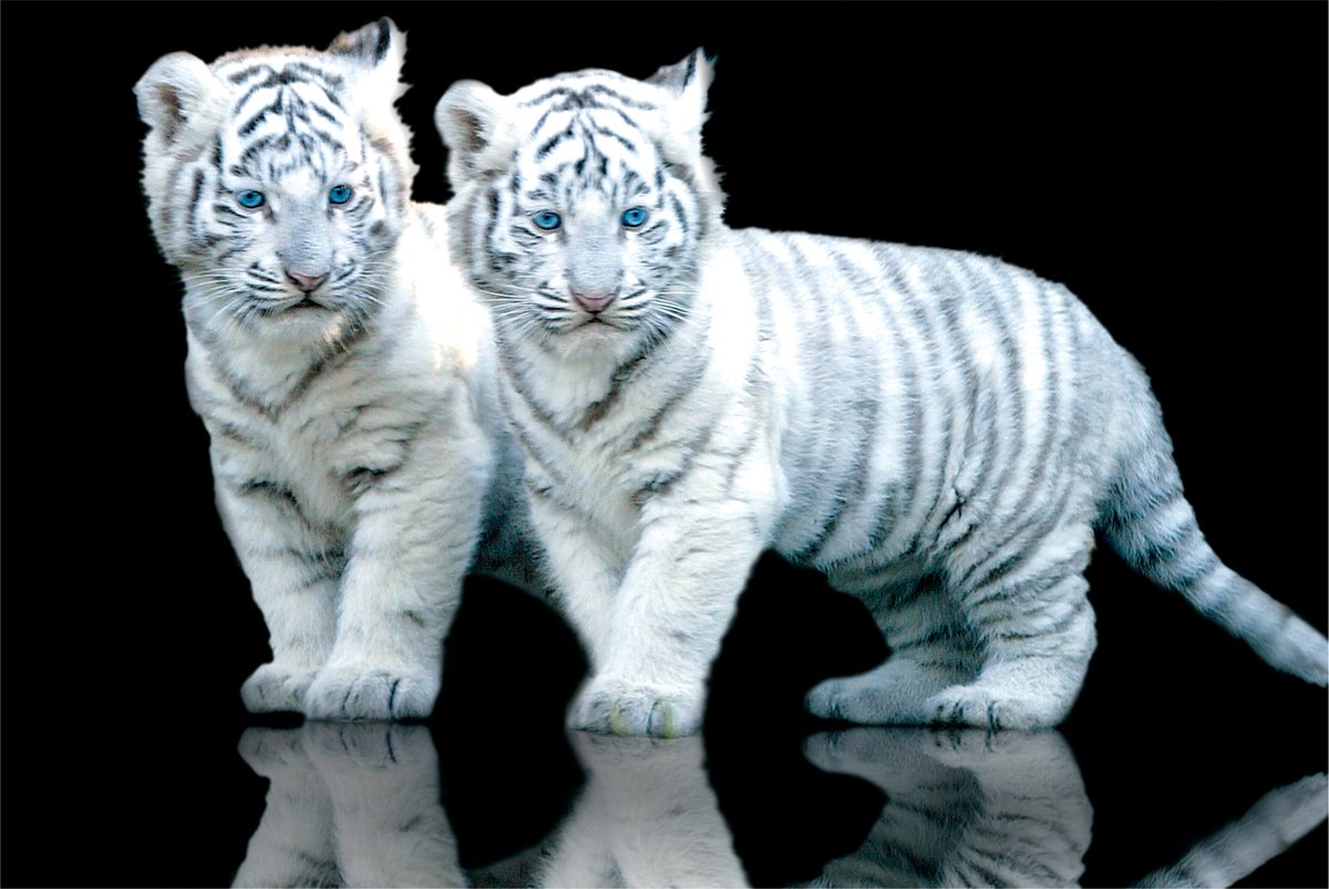 Cute White Tiger