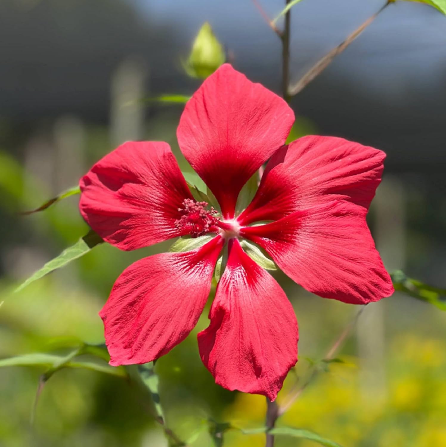 Amazon.com : CHUXAY GARDEN Hibiscus Coccineus Seed,Scarlet Rose Mallow ...