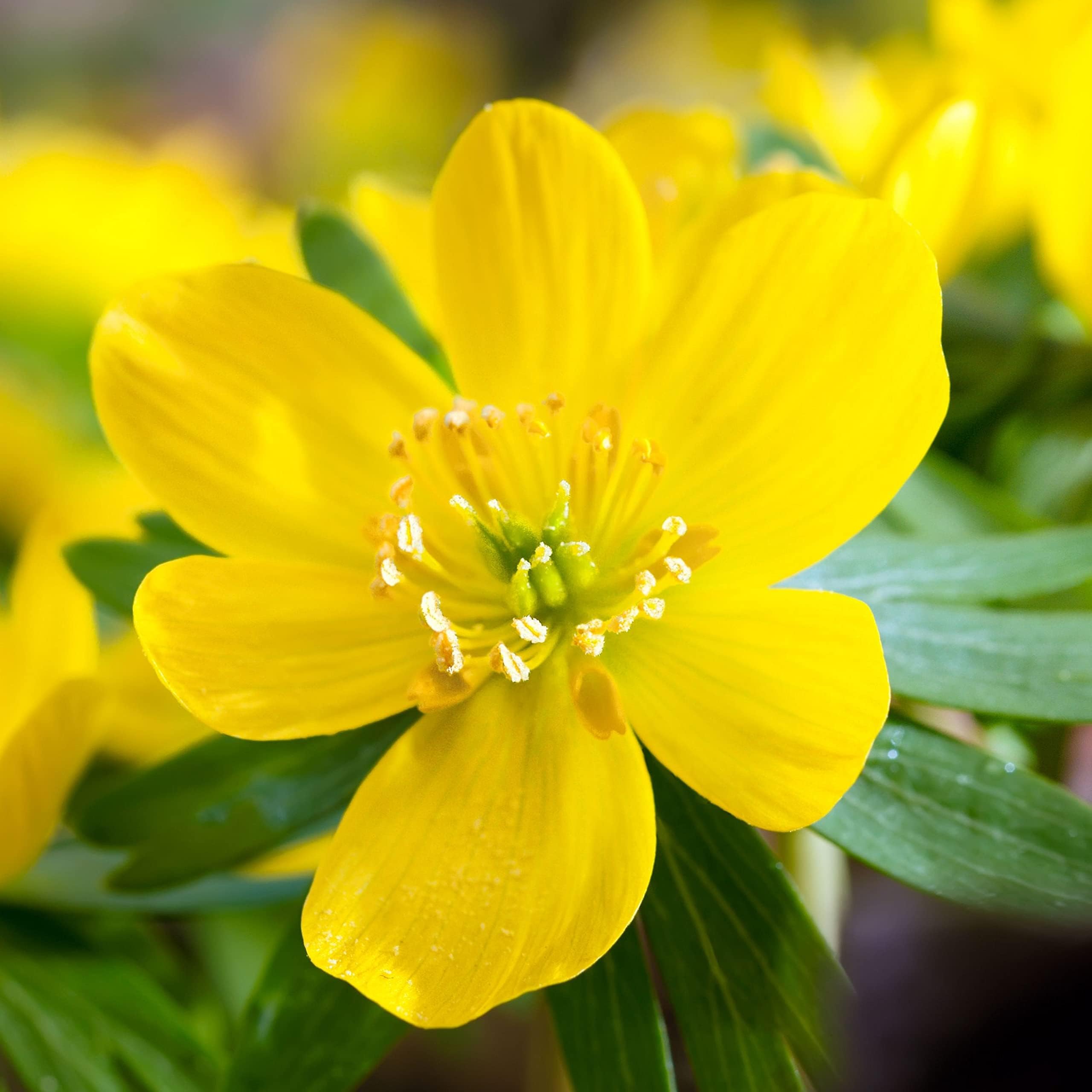 50 X Winter Aconite Bulbs 'in The Green' - Eranthis Hyemalis ...