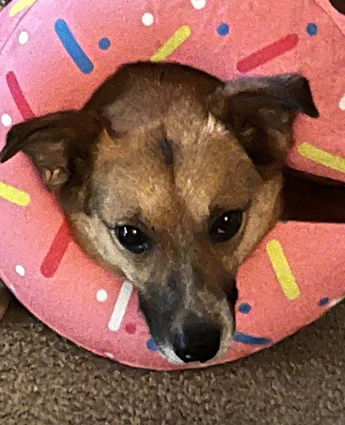 Amazon.com : PETNEX Inflatable Dog Cone After Surgery Protective Dog ...