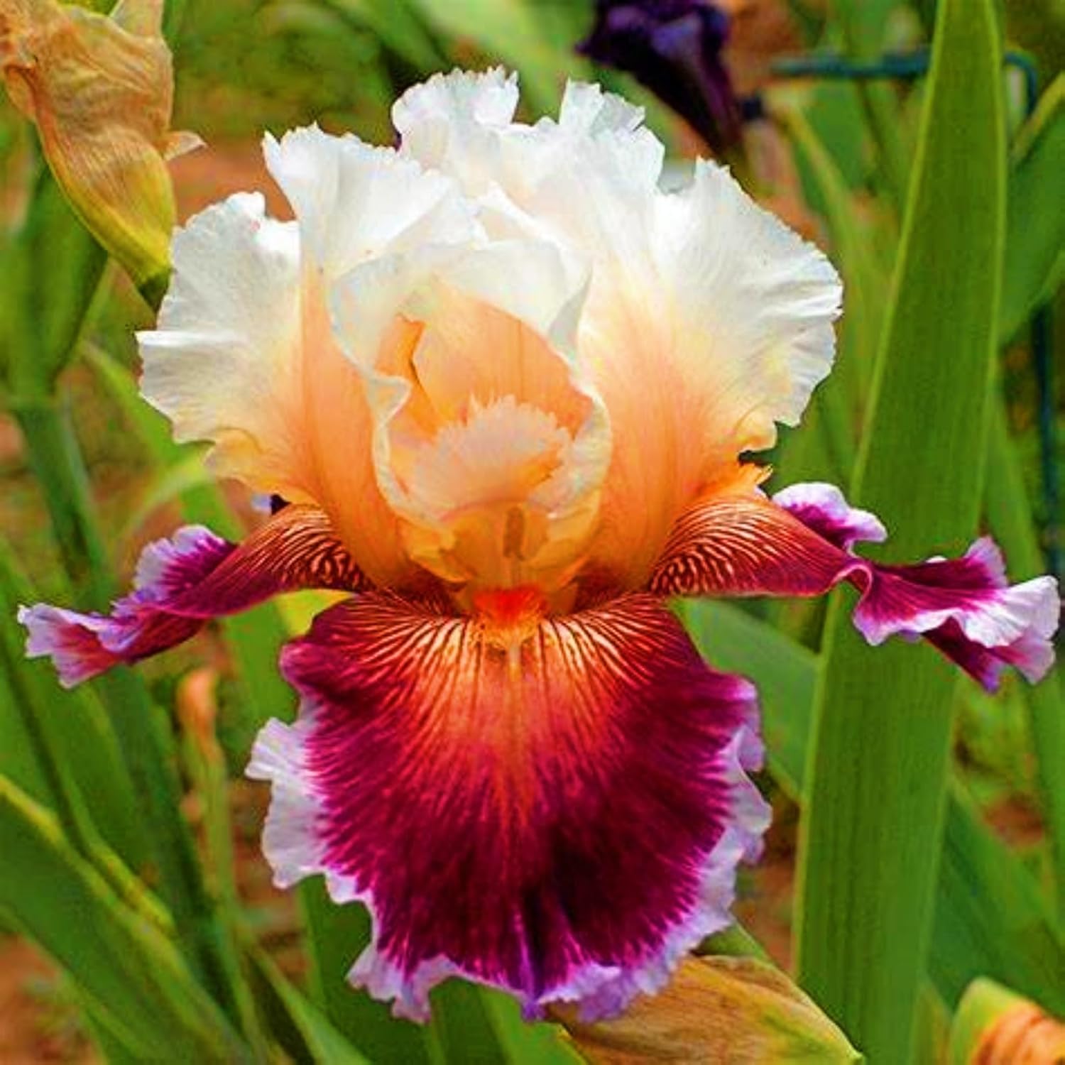 Iris Bulbs-Iris Plant Iris Bulbs for Planting Now UK,Wedding Flowers ...