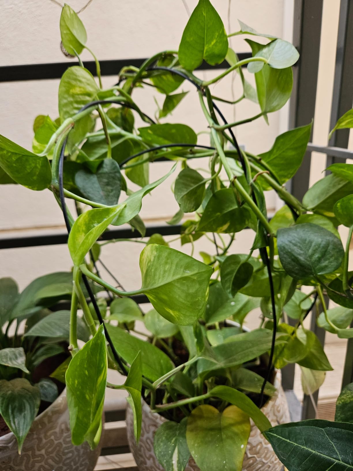 Trustware™ Twist Tie Wires for Plants/Climbing Support Wire for Plants ...