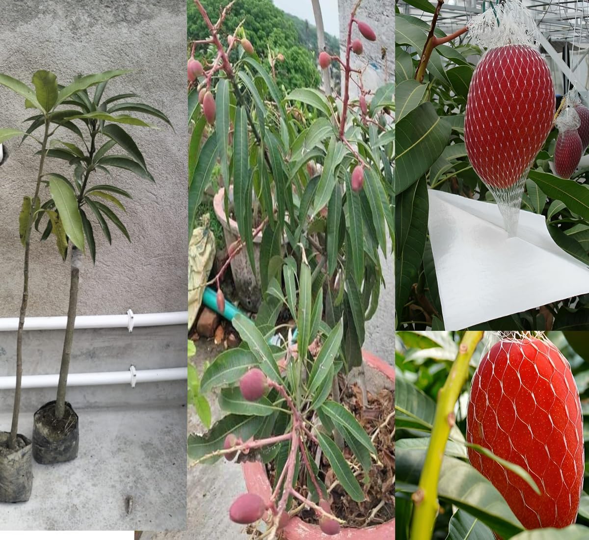 Red ivory mango plants grafted,plants for red ivory grafted mango (Pack ...