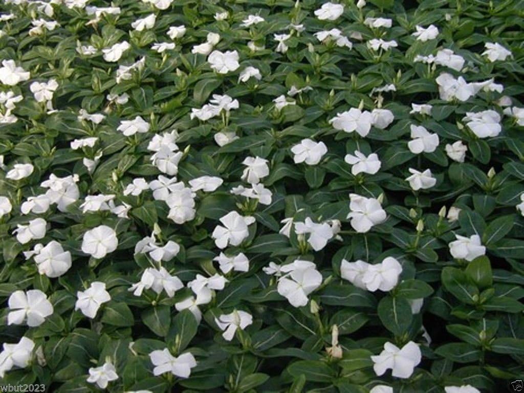 Amazon.com : Periwinkle Seeds (White 100 Seeds) Easy to Grow : Patio ...