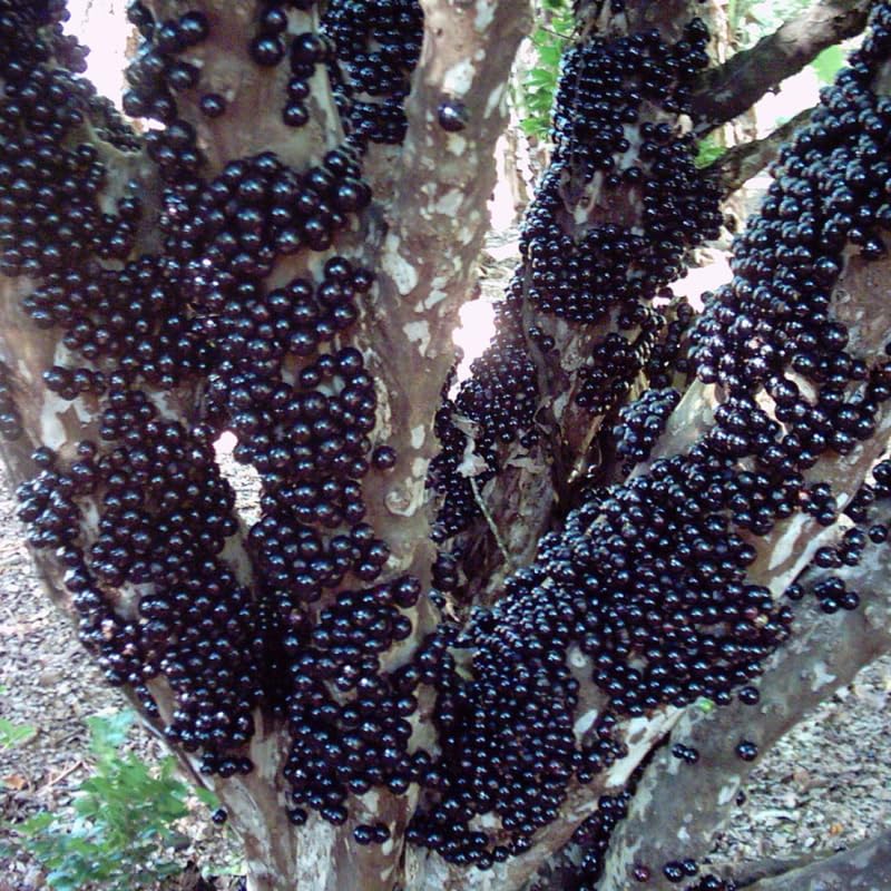 Amazon.com : No CA, Black Jaboticaba Tree Live Plant for Planting, 1 ...