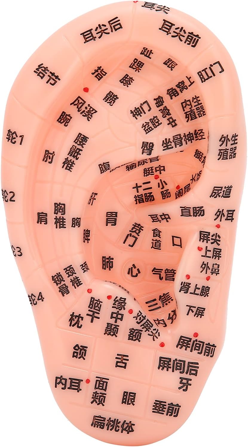 Ear Acupoint Model, Ear Zone Model Ear Acupoints Pressure Point ...