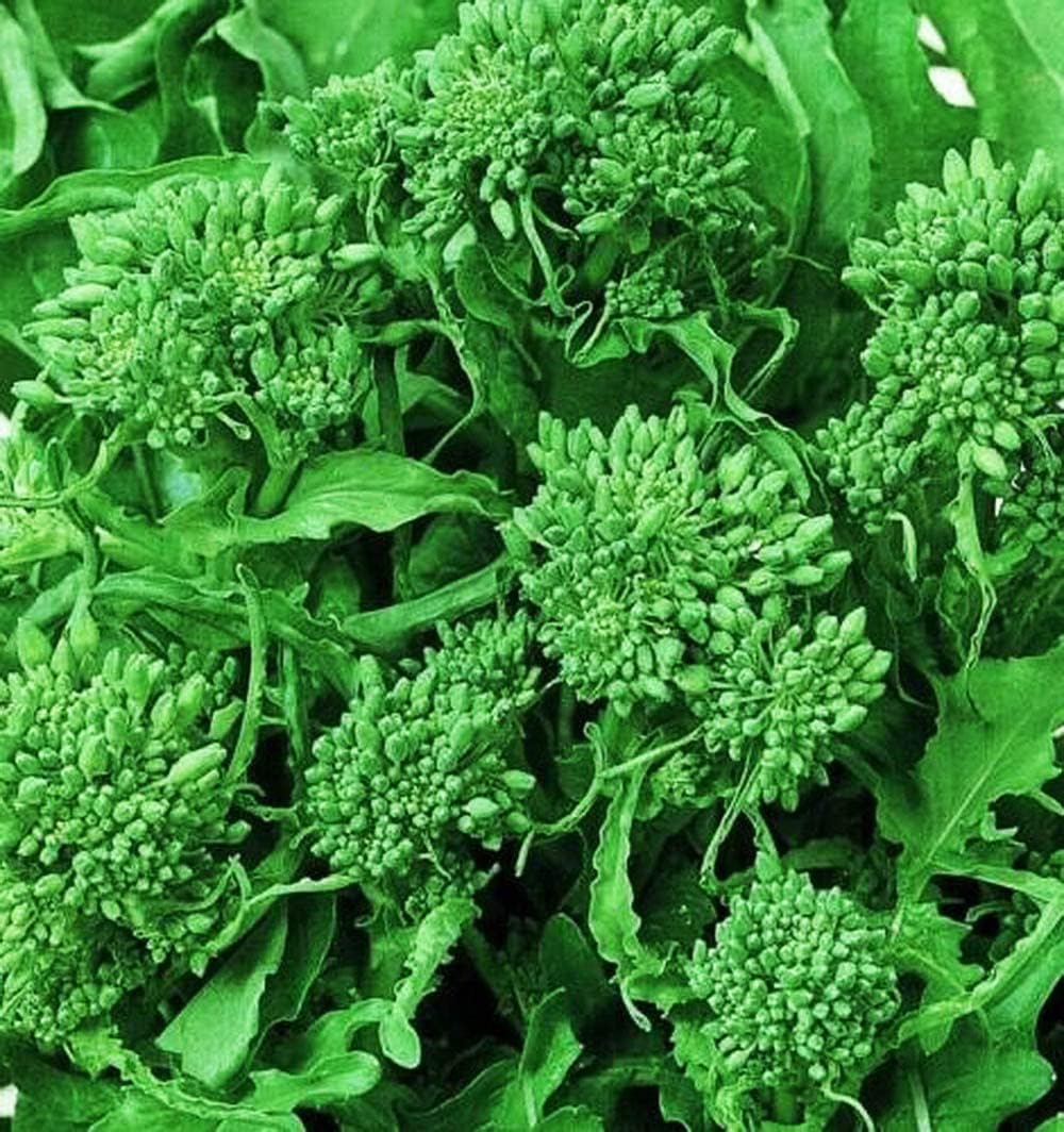 Amazon.com : Spring Broccoli Rabe Seeds - Rapini and Brassica Rapa VAR ...