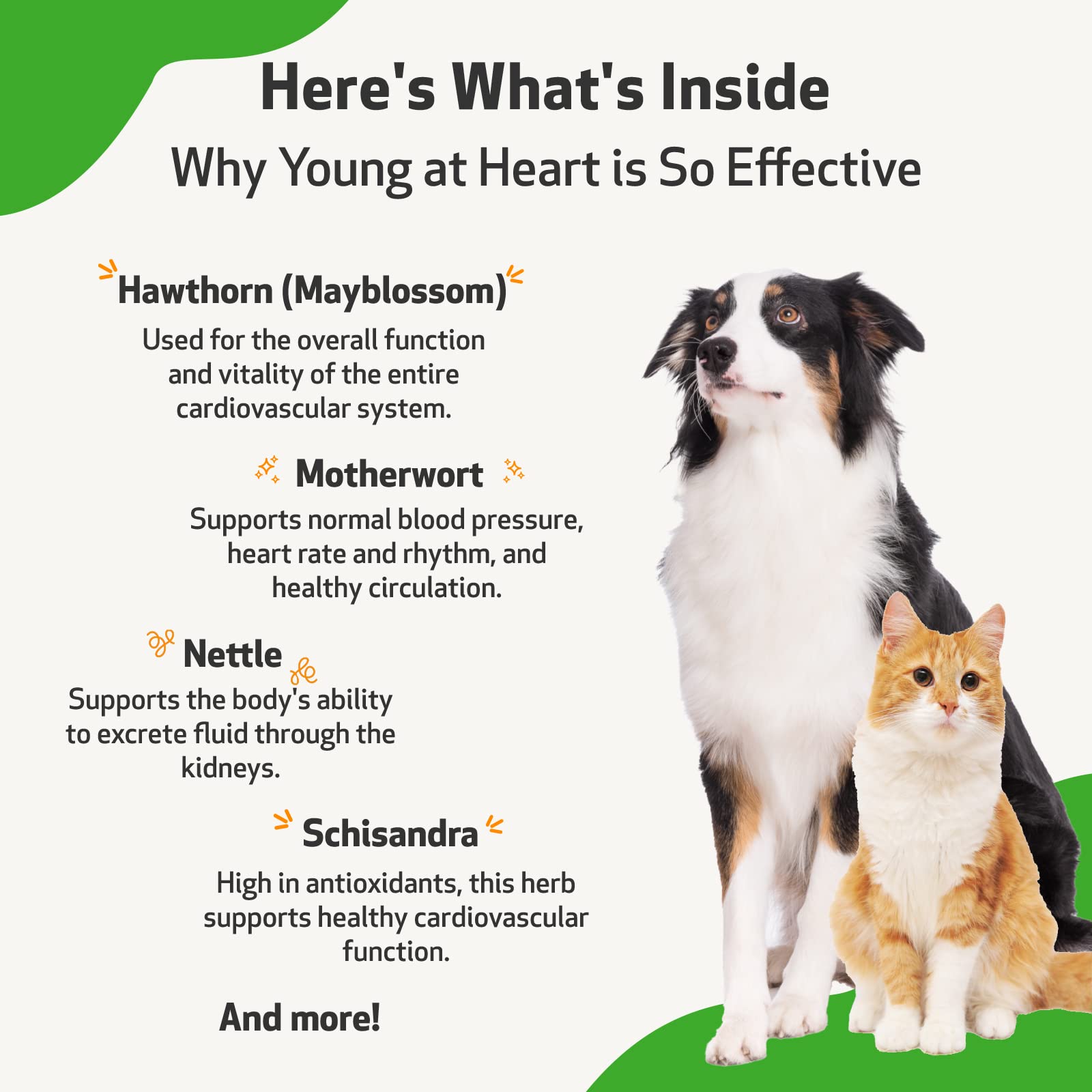 Whats A Dogs Normal Blood Pressure