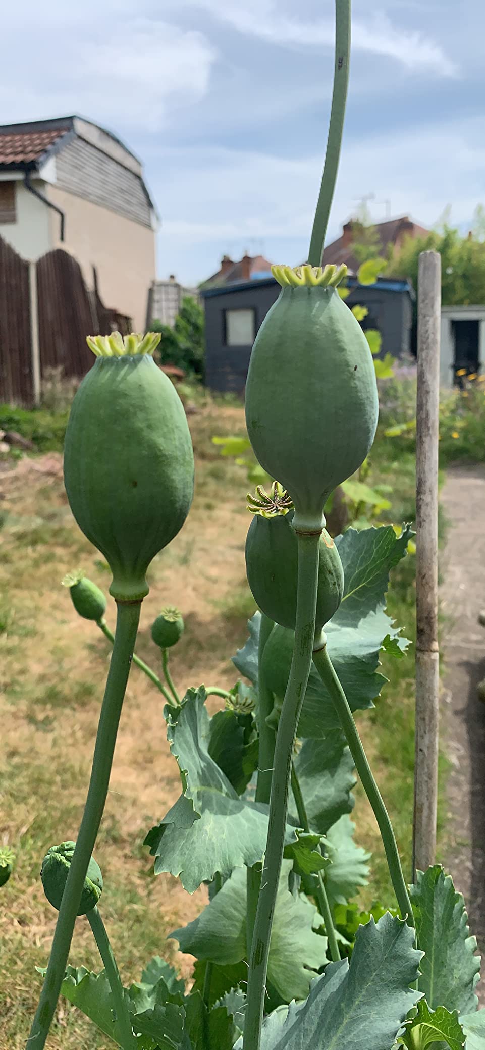 1,000 Giant Poppy Seeds Papaver Somniferum Giganteum Ideal Cutting ...