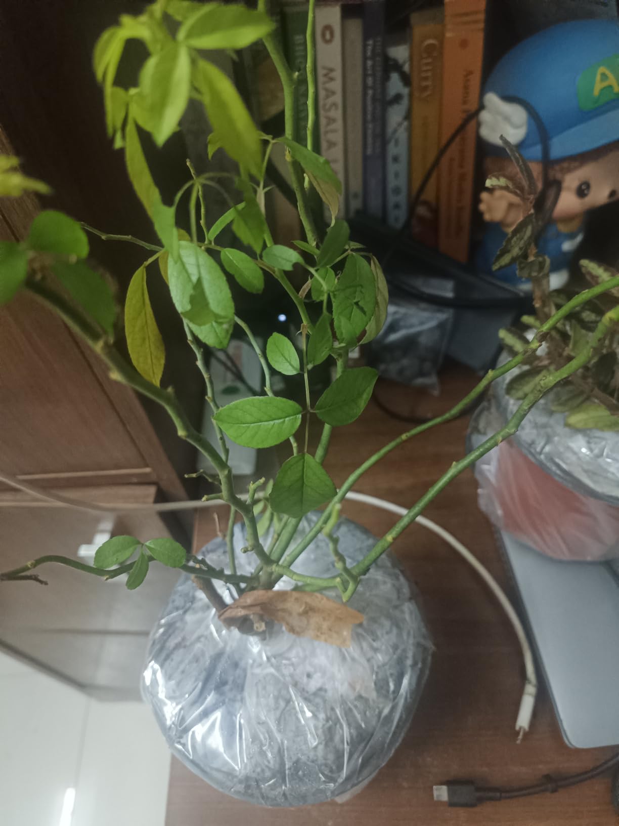Ashokavanam Orchid Pink Rose (Floribunda) Plant : Amazon.in: Garden ...