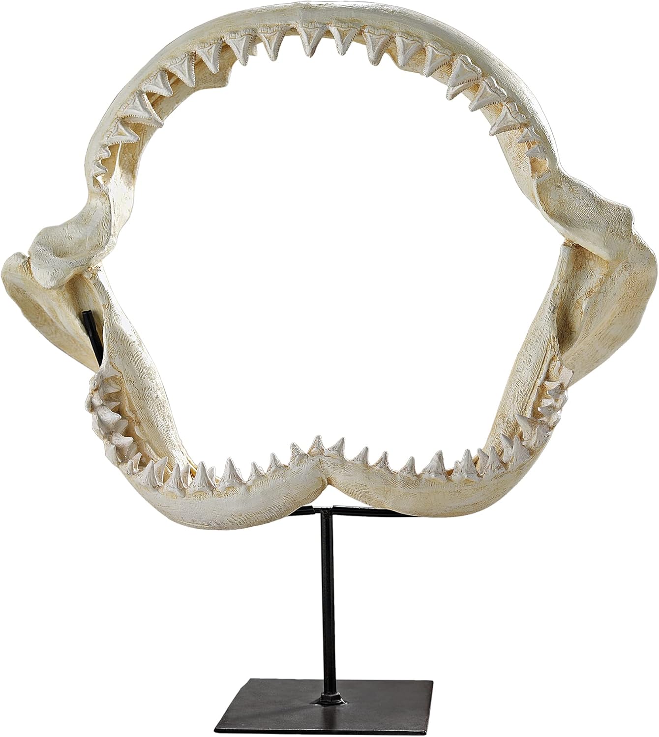 Amazon.com: Design Toscano Shark's Jagged Jaws Statue : Home & Kitchen