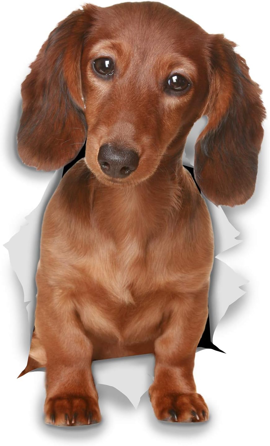 Amazon.com: Winston & Bear 3D Dog Stickers - 2 Pack - Long Haired Brown ...
