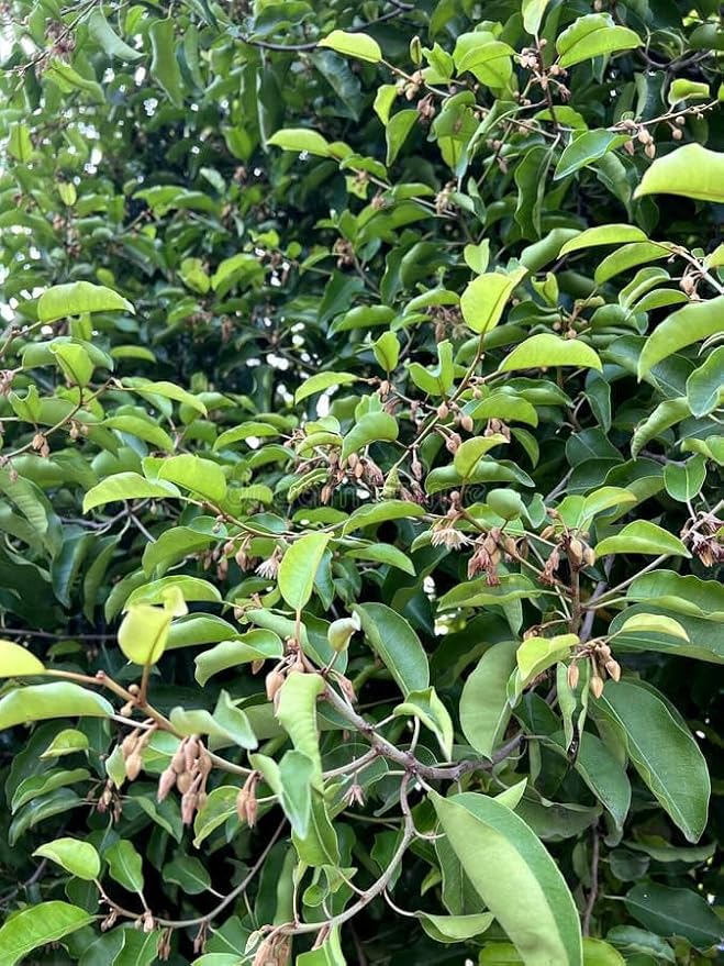 NEW DEBNATH NURSERY; Rare Medicinal Plant - Bakul/Mimusops Elengi Wood ...