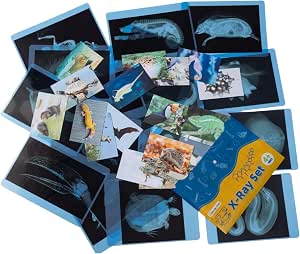 Amazon.com: Odoorgames 20 Pcs Animal Xrays and Picture Cards - Guess ...
