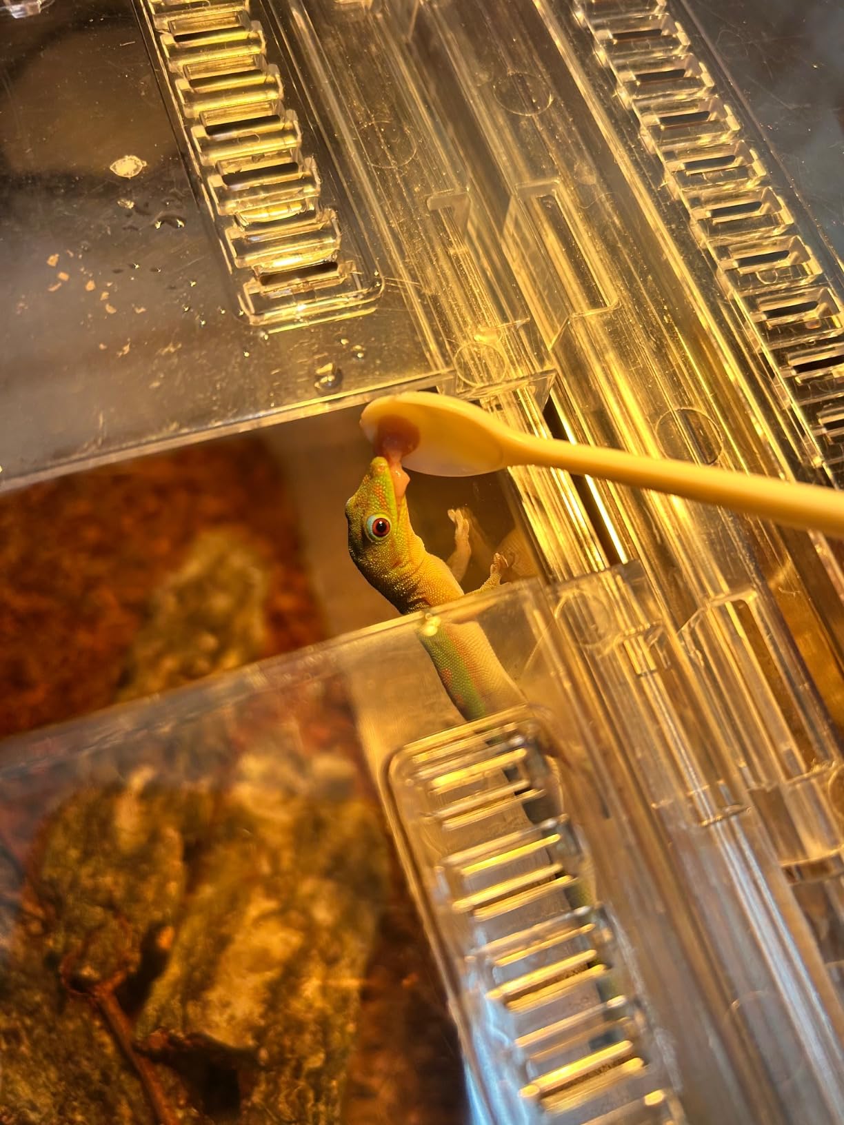 Amazon | GEX EXOTERRA Repdeli ダブルフルーツペースト バナナ&マンゴー なめとりやすいやわらかペースト 2種類のフルーツたっぷり濃厚 カルシウム配合 高嗜好性 ...