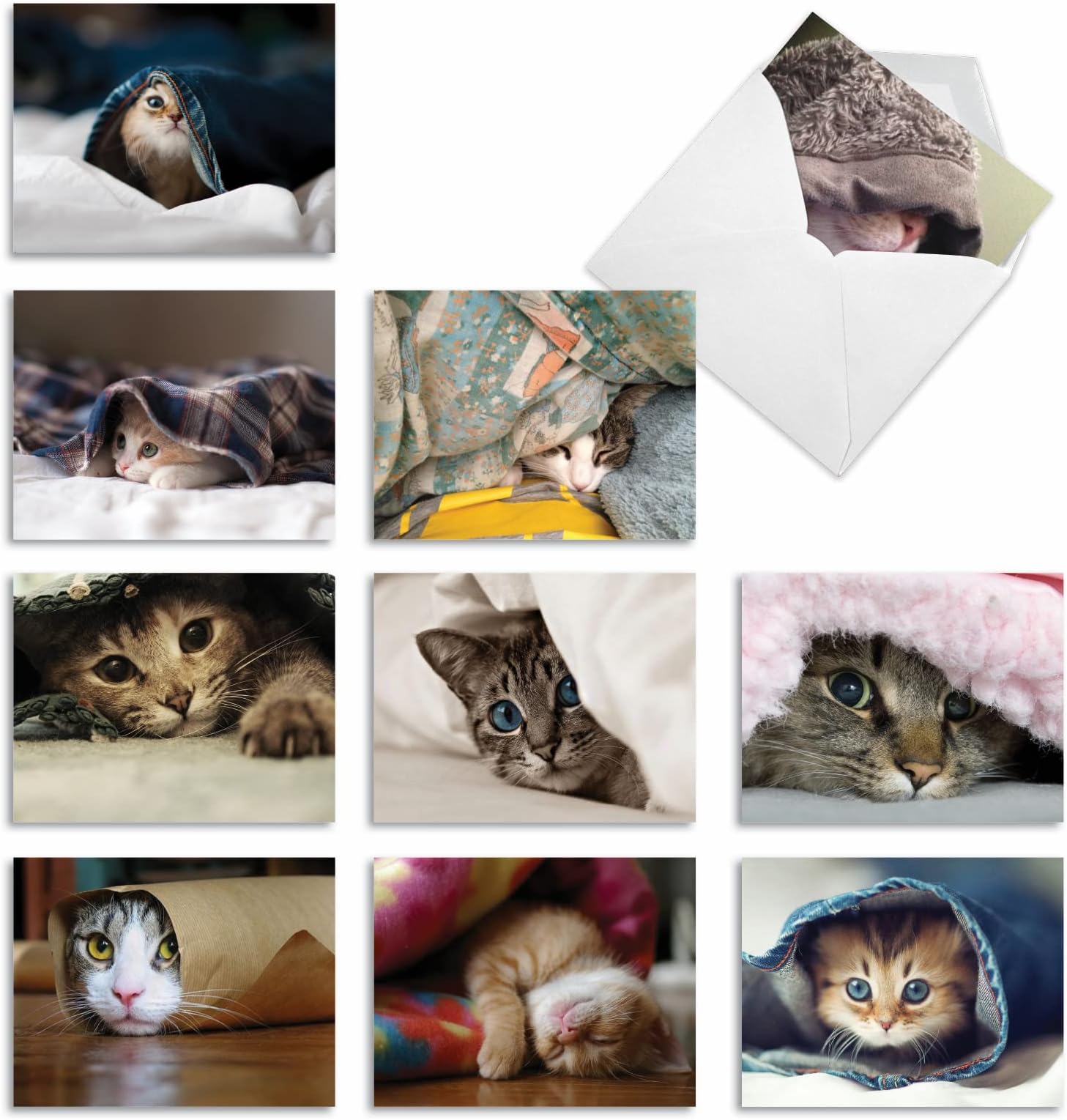 Amazon.com : The Best Card Company - 10 All Occasion Blank Cat Cards (4 ...