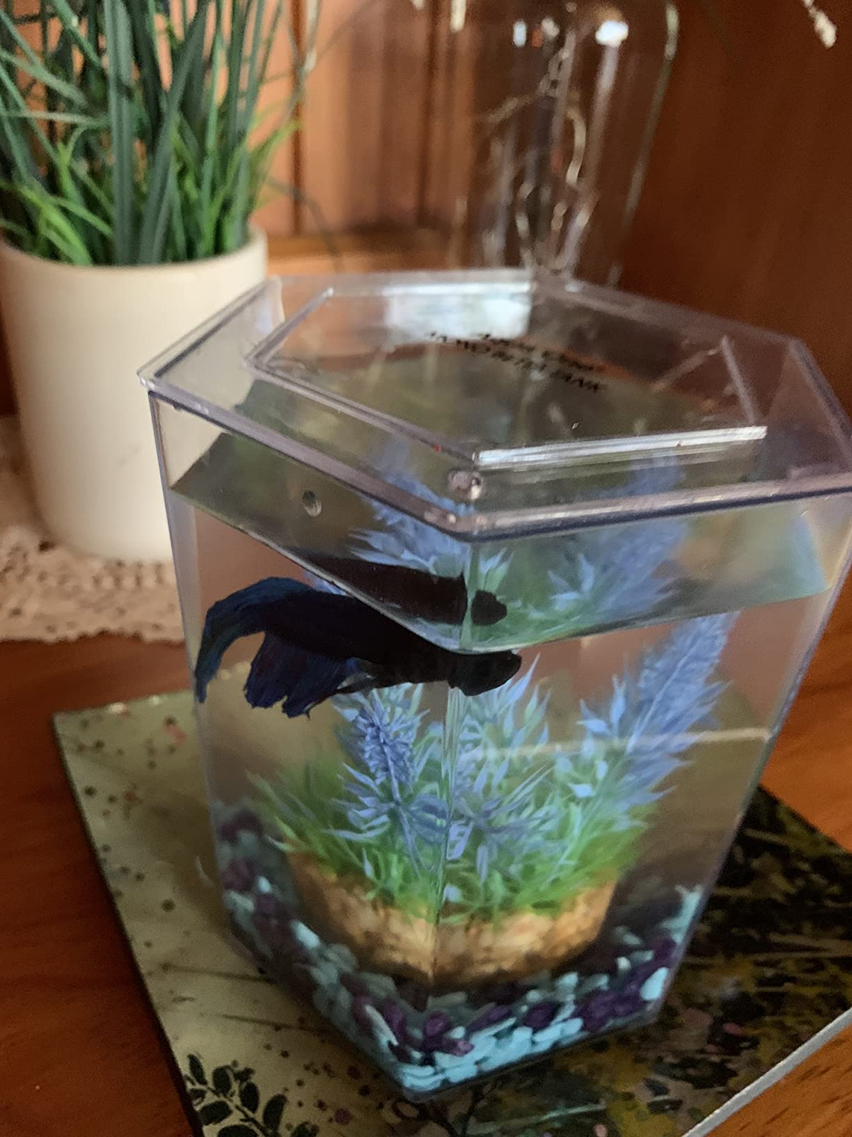 Mono Betta Tank Aquarium 56121 Fish Tank Aqua One Setup All in One ...