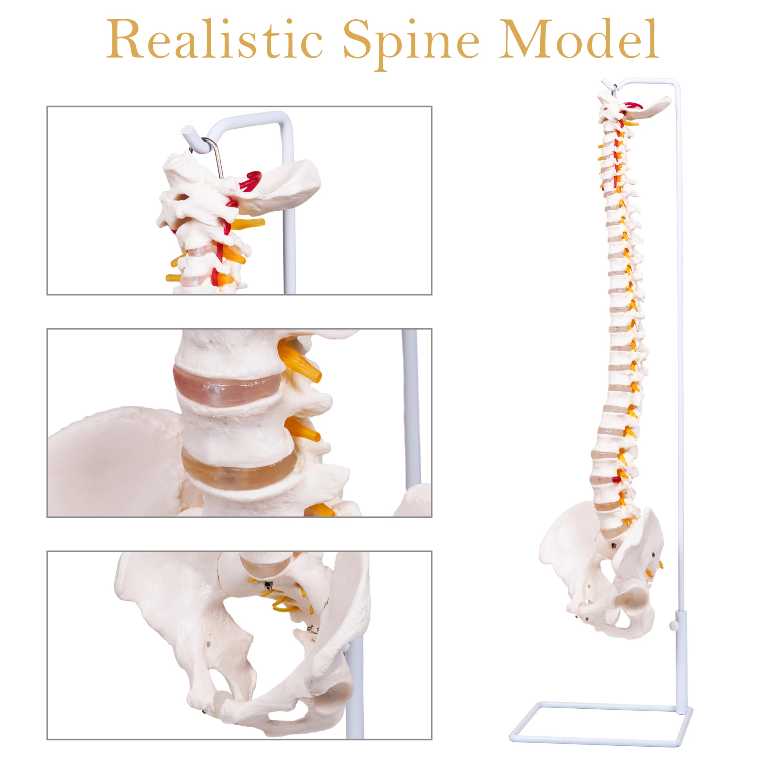 NLShan Flexible Human Spine Model, 34.6inches Life-Size Spine Anatomy ...
