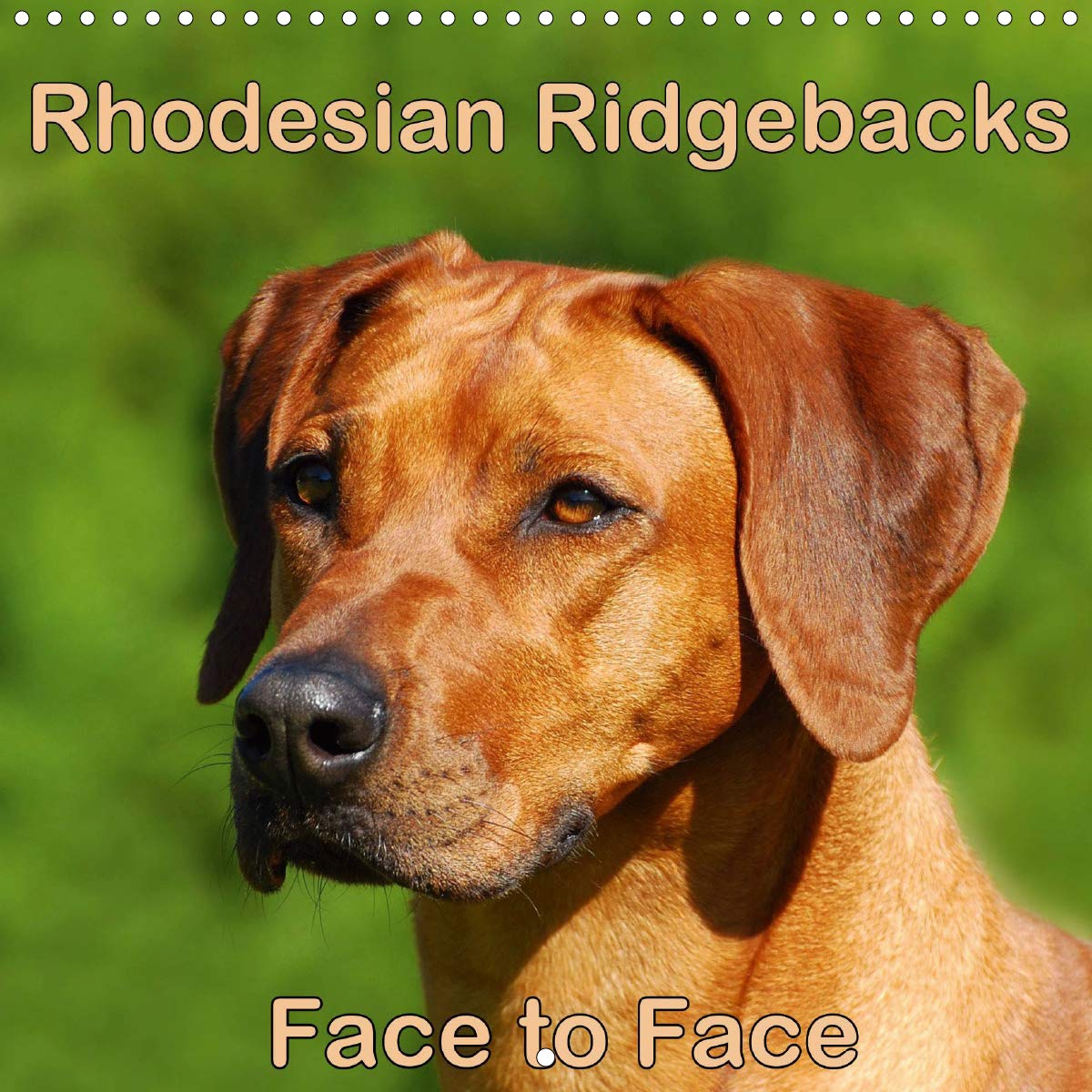 Buy Rhodesian Ridgebacks Face to Face 2020: Beautiful portraits of the ...